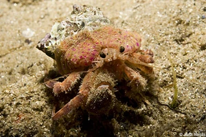 Ermitaño de Hondura | Wiki Reino Animalia | Fandom