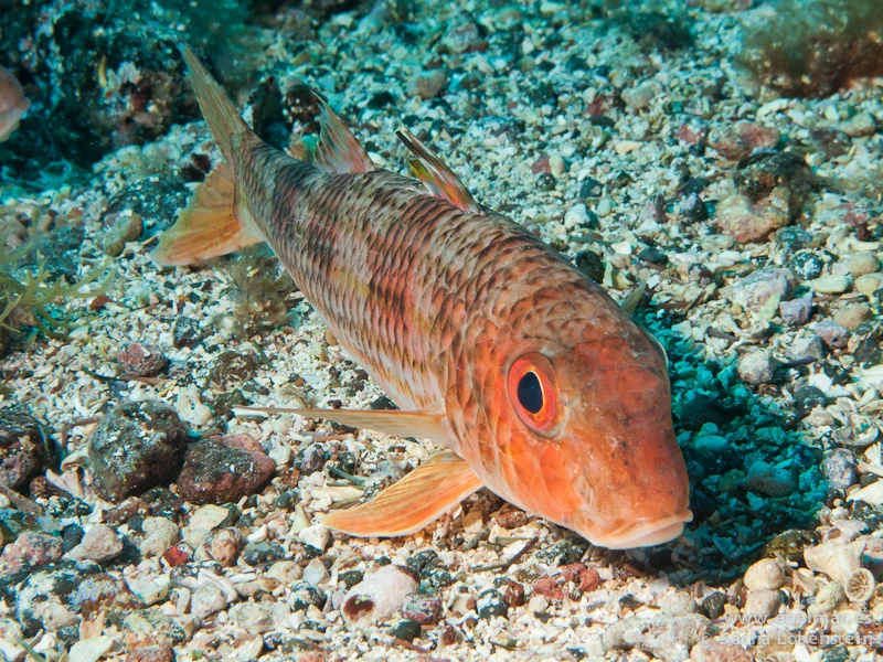 Salmonete de Roca | Wiki Reino Animalia | Fandom