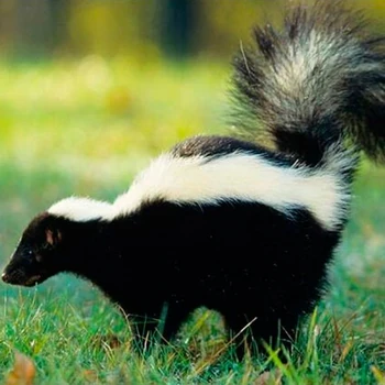 Zorrillos | Wiki Reino Animalia | Fandom