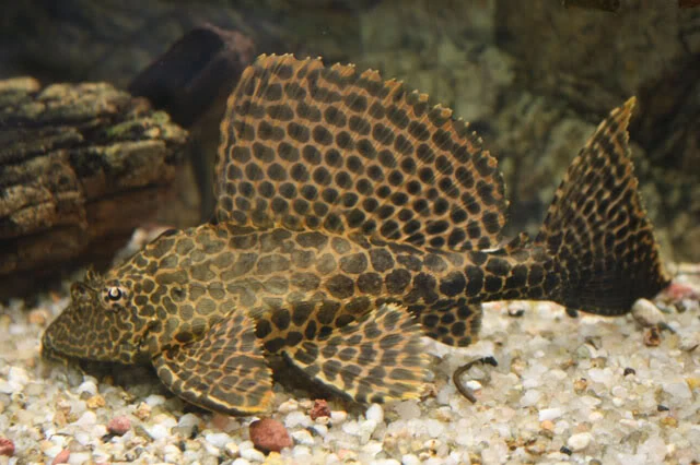 Cucha Mariposa | Wiki Reino Animalia | Fandom