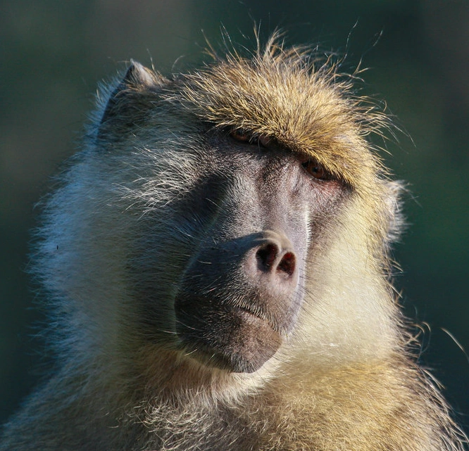 Babuino de Kinda | Wiki Reino Animalia | Fandom