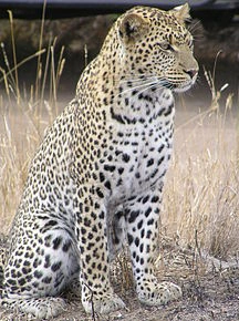 Leopardo Africano | Wiki Reino Animalia | Fandom