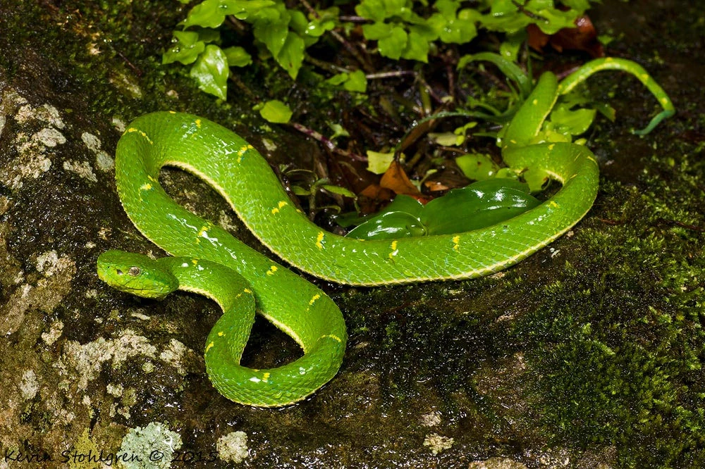 Vibora Verde