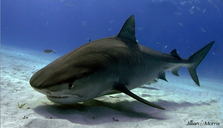 Tiburón Tigre | Wiki Reino Animalia | Fandom