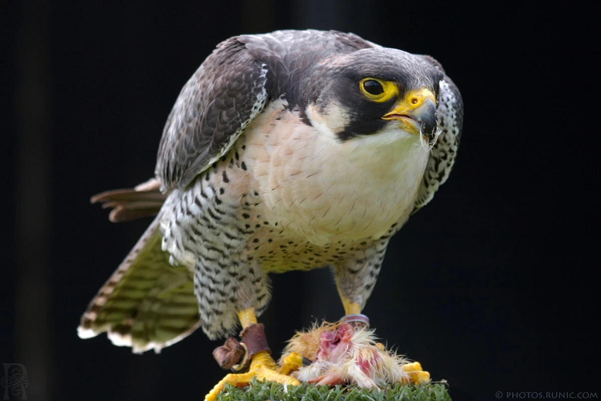 Halcón Peregrino | Wiki Reino Animalia | Fandom