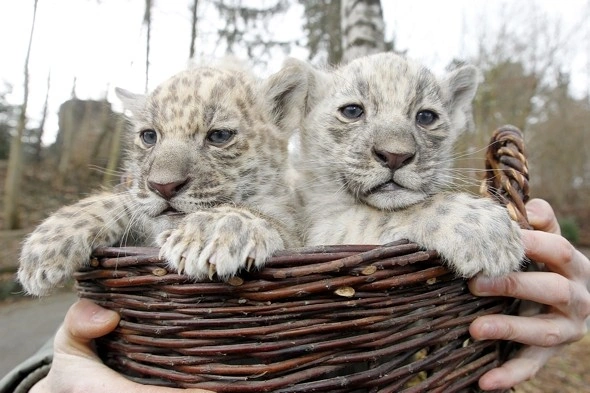 Pantera Blanca | Wiki Reino Animalia | Fandom