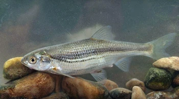 Madrilla | Wiki Reino Animalia | Fandom