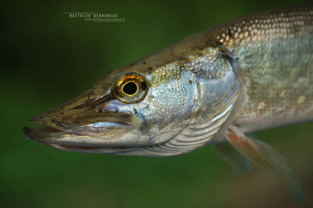 Lucio Aquitánico | Wiki Reino Animalia | Fandom