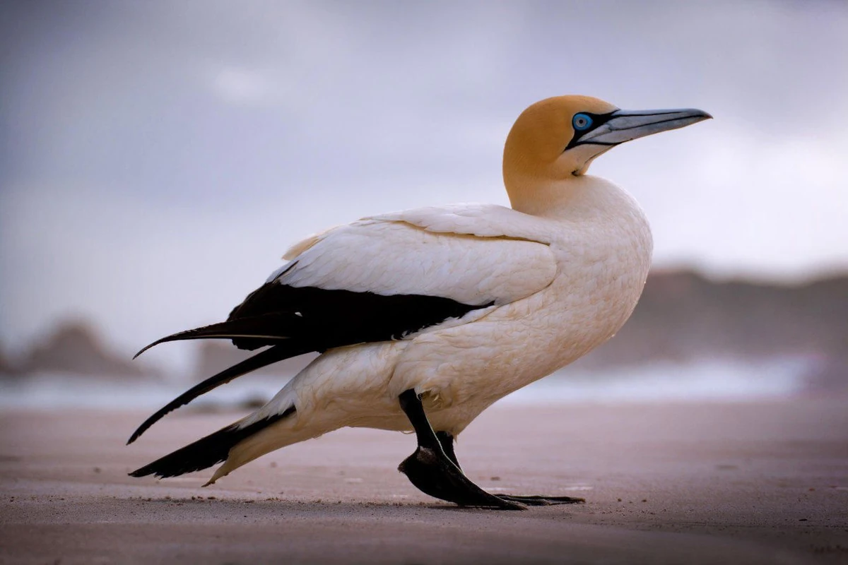 Alcatraz del Cabo | Wiki Reino Animalia | Fandom