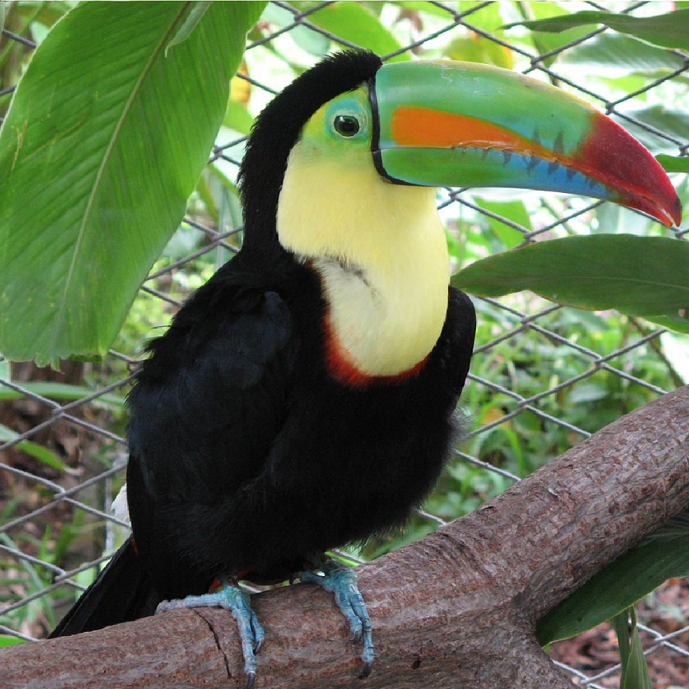Patas De Tucán Pico De Quilla