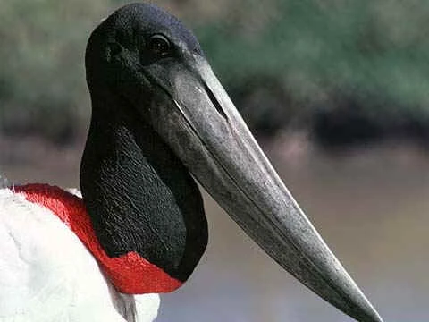 Tuyuyu | Wiki Reino Animalia | Fandom