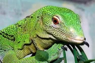 Reptiles | Wiki Reino Animalia | Fandom