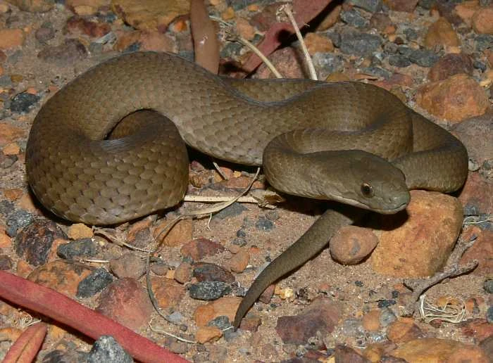 Bardick | Wiki Reino Animalia | Fandom