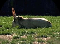 Saiga | Wiki Reino Animalia | Fandom