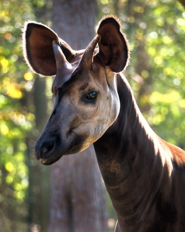 Okapi | Wiki Reino Animalia | Fandom