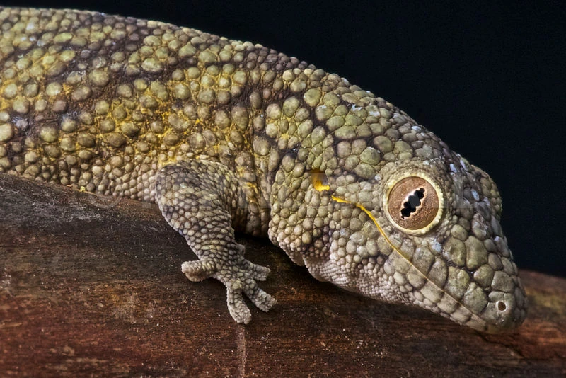 Gecko de Bavay | Wiki Reino Animalia | Fandom