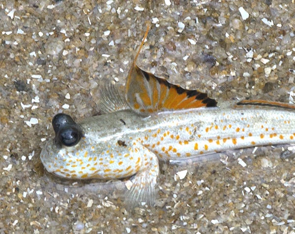 Saltarín del Fango de Manchas Doradas | Wiki Reino Animalia | Fandom