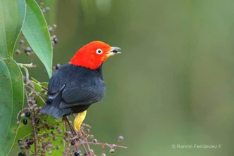 Saltarín Cabecirrojo Norteño | Wiki Reino Animalia | Fandom