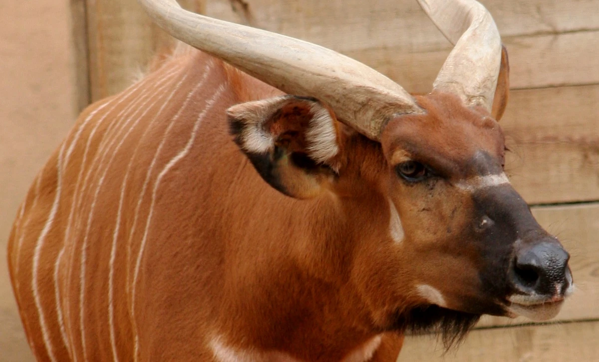 Bongo Oriental | Wiki Reino Animalia | Fandom