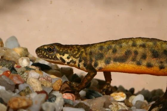 Tritón de los Cárpatos | Wiki Reino Animalia | Fandom