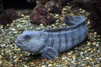 Pez Lobo | Wiki Reino Animalia | Fandom