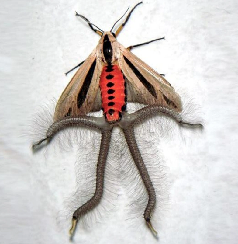 Polilla Bafomet | Wiki Reino Animalia | Fandom