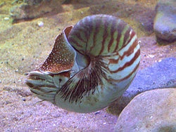 Nautilo | Wiki Reino Animalia | Fandom