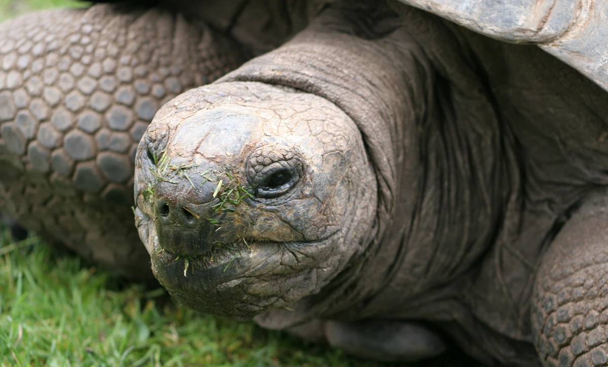 Tortuga Gigante de Aldabra | Wiki Reino Animalia | Fandom
