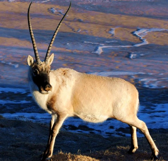 Chirú | Wiki Reino Animalia | Fandom