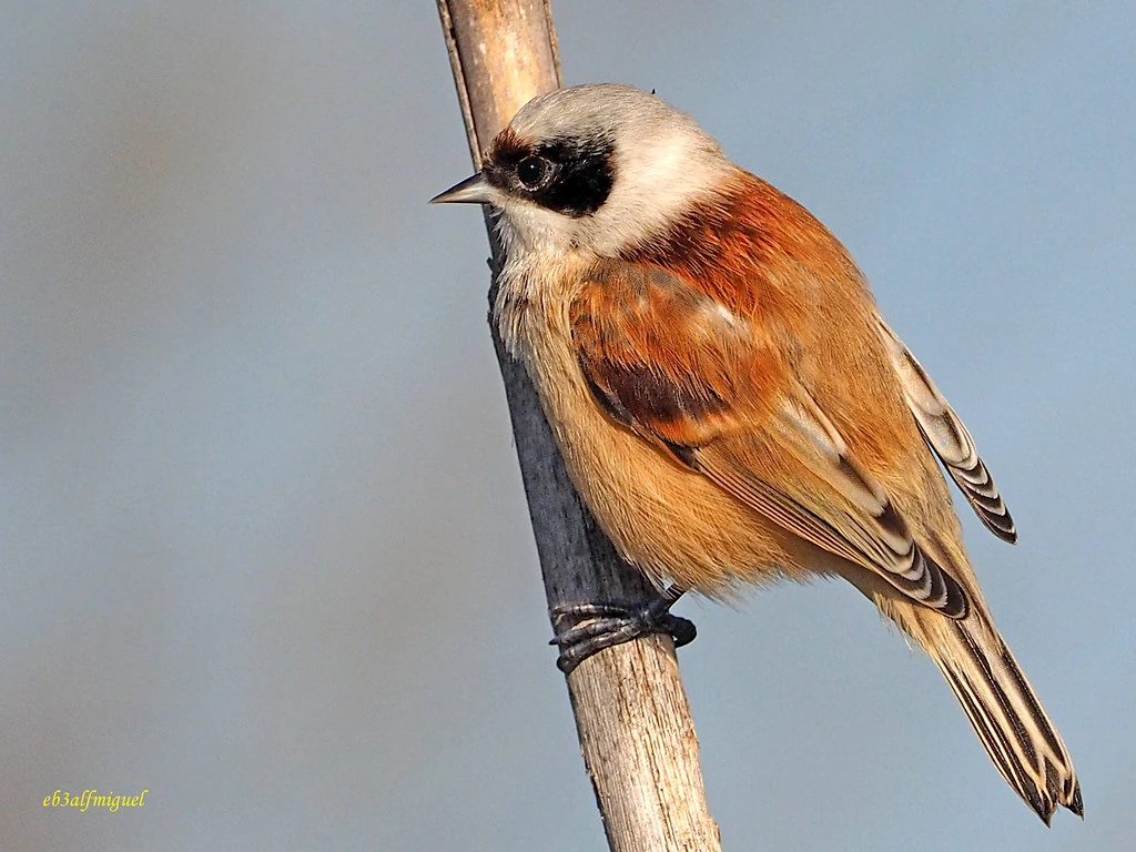 Pájaro Moscón Europeo | Wiki Reino Animalia | Fandom