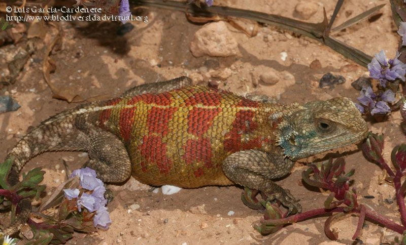 Agama de Bribón | Wiki Reino Animalia | Fandom
