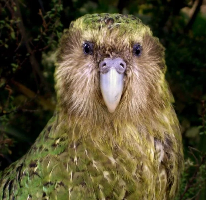 Kakapo | Wiki Reino Animalia | Fandom