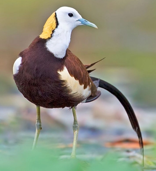 Jacana Colilarga | Wiki Reino Animalia | Fandom
