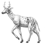 Jirafa | Wiki Reino Animalia | Fandom