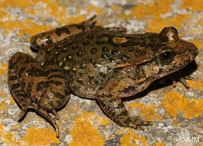Rana Pintada del Tirreno | Wiki Reino Animalia | Fandom