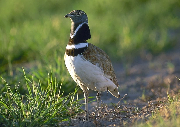 Sisón Común | Wiki Reino Animalia | Fandom