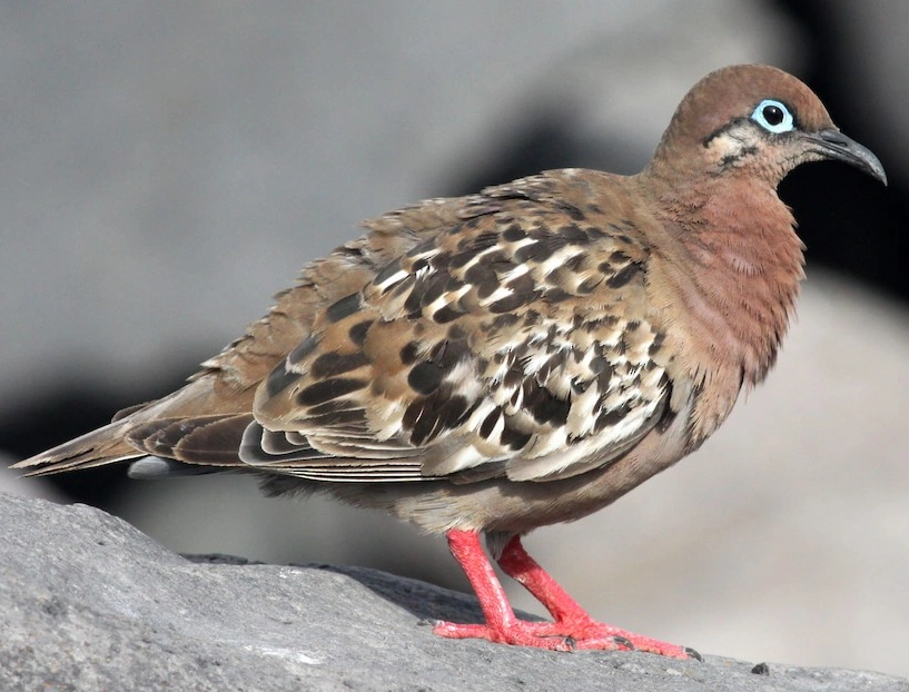 Tórtola de las Galápagos | Wiki Reino Animalia | Fandom