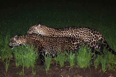 Jaguar | Wiki Reino Animalia | Fandom