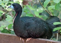 Pava Aburria | Wiki Reino Animalia | Fandom