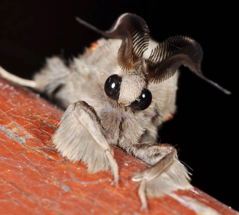 Polilla Poodle | Wiki Reino Animalia | Fandom