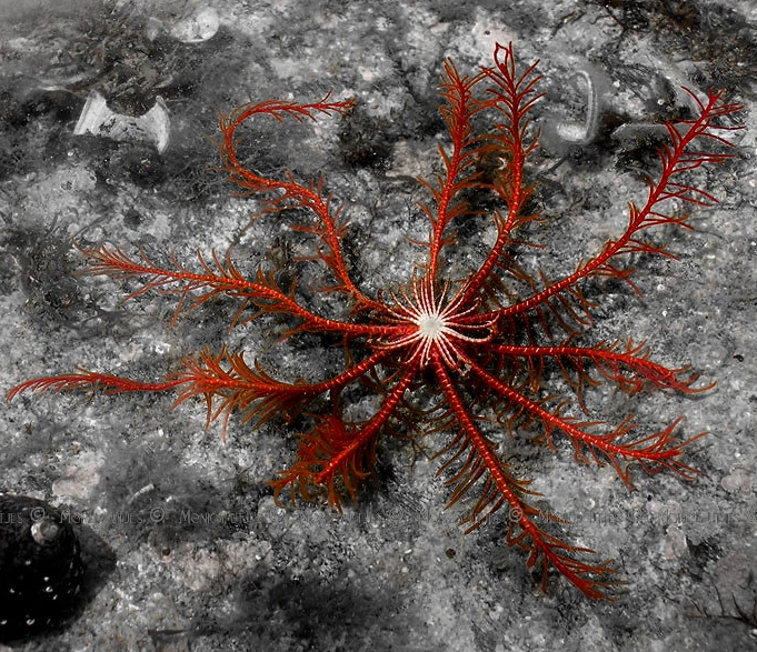 Comátula Mediterránea | Wiki Reino Animalia | Fandom