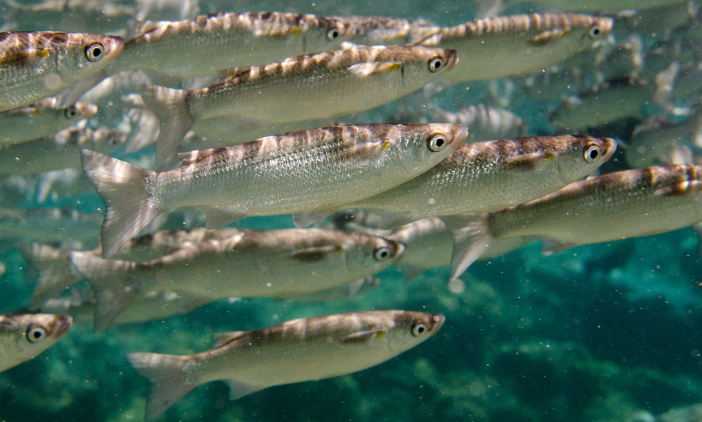 Neomyxus leuciscus | Wiki Reino Animalia | Fandom