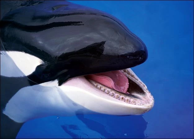 Orca | Wiki Reino Animalia | Fandom