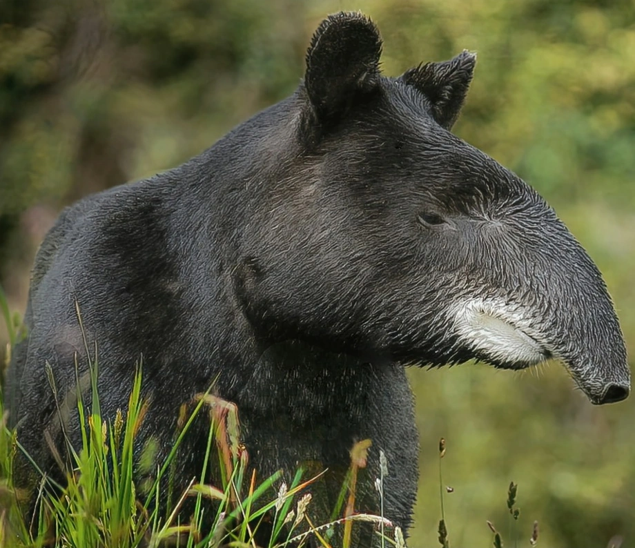 Tapir Andino | Wiki Reino Animalia | Fandom
