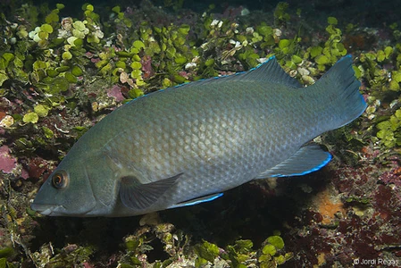 Merlo Pinto | Wiki Reino Animalia | Fandom