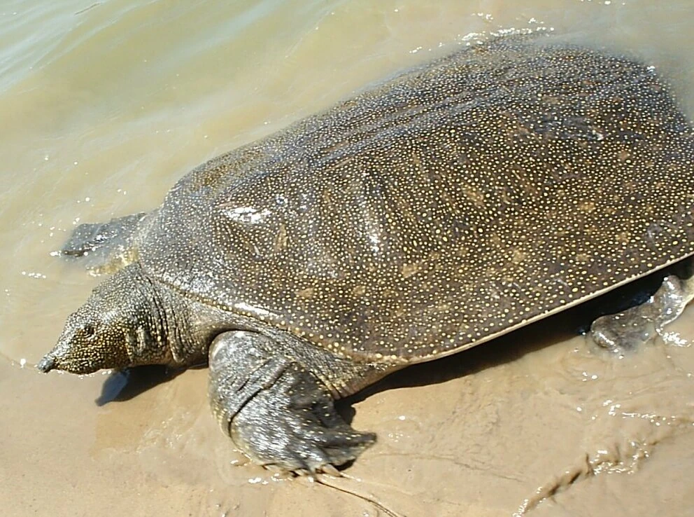 Tortuga de Caparazón Blando Africana | Wiki Reino Animalia | Fandom