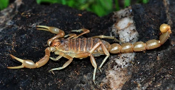 Alacrán Ibérico | Wiki Reino Animalia | Fandom
