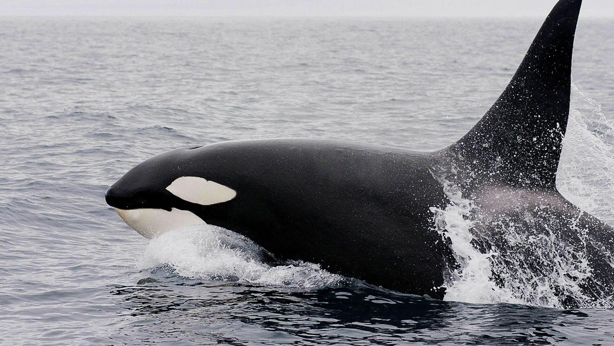 Orca | Wiki Reino Animalia | Fandom