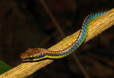 Serpiente Azul de Dorso Bronce | Wiki Reino Animalia | Fandom