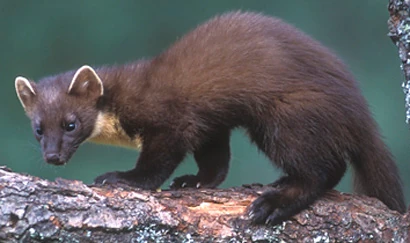 Marta | Wiki Reino Animalia | Fandom